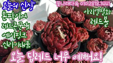 대박대박 또 신상 다육이가 왕창 하차되었어요 레드콘 군생딥레드본파이어에이핑크신라이대품돌기마리아금 💕 꽃나래다육
