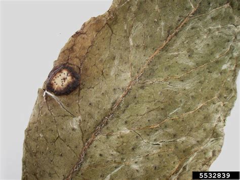 Phyllosticta Leaf Spots Phyllosticta Murrayicola Aa 1973