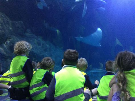 Stokenham Primary School Receptions Trip To The Aquarium
