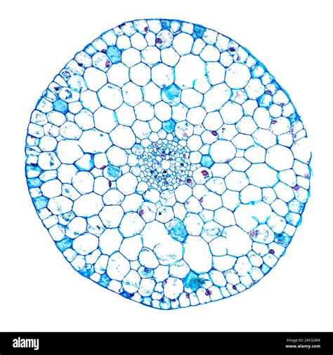 Waterweed Stem Polarised Light Micrograph Of A Transverse Section Through A Stem Of The Aquatic