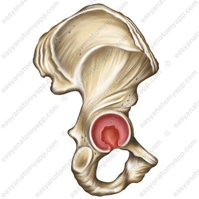 Hip Bone Ilium Easy Anatomy 3d