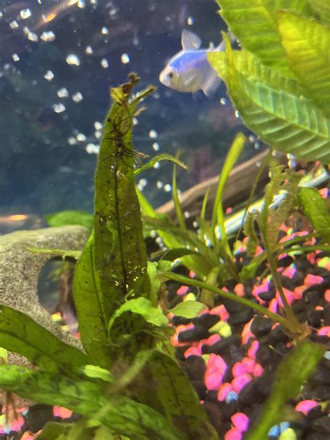 Is this normal with such tiny holes? I havnt put any new plants or fish in the tank in months ...