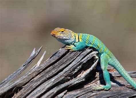 Collared Lizard Behavior At William Ashbolt Blog