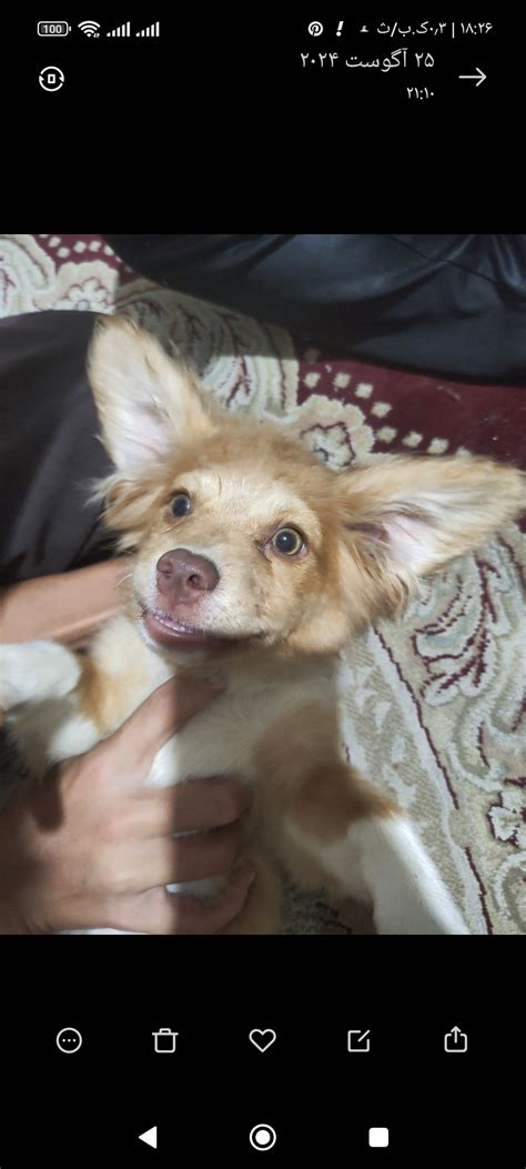 گمشدگان ایران توله سگ گمشده، میکس پامر و شیواوا، رنگ سفید و زرد