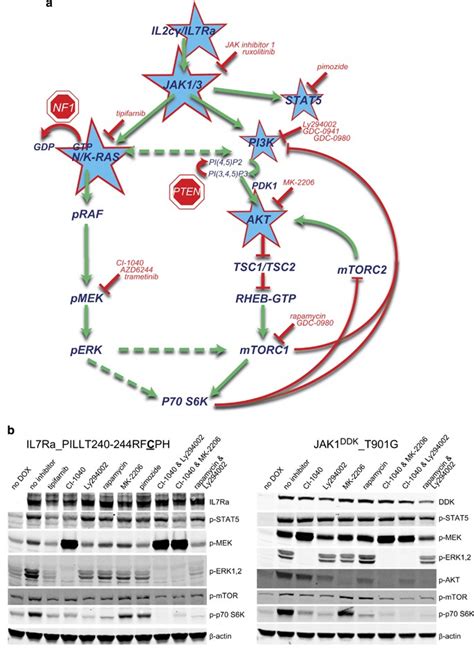 Mek And Pi3k Akt Inhibitors Synergistically Block Activated Il7
