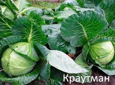 Капуста Краутман. Описание сорта, фото, отзывы