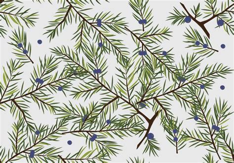 Juniper Seamless Pattern Vector 147734 Vector Art At Vecteezy