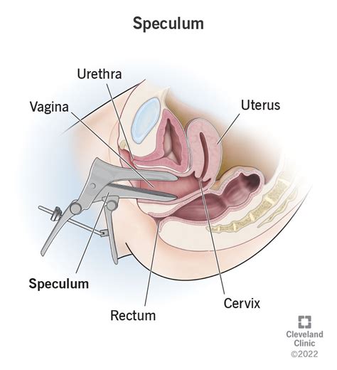 Pelvic Exam Pregnancy