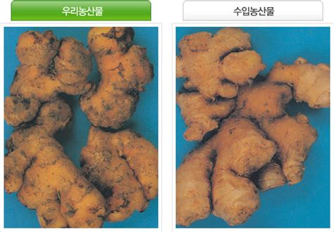 국산 생강수입산중국산 생강 구별법 김치의 재료 김치박물관
