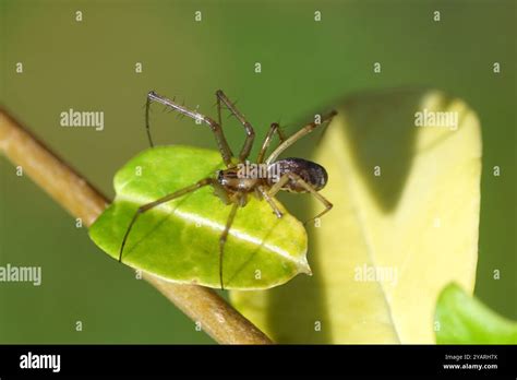 Male Money Spider European Hammock Spider Sheet Web Spider Linyphia Triangularis Of The