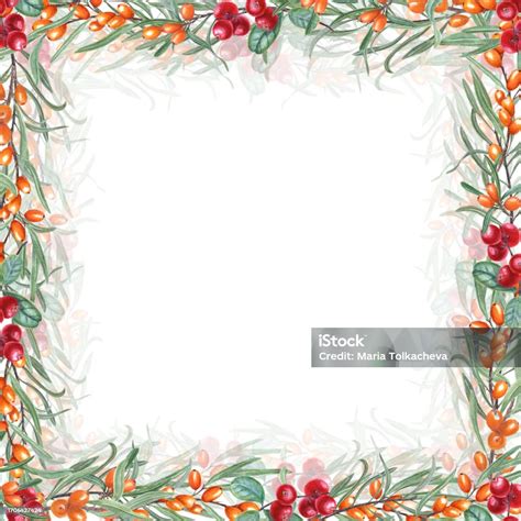 바다 Buckthorn Cowberries의 정사각형 프레임 가을 육즙이 많은 잘 익은 오렌지 녹색 잎과 빨간 열매 흰색으로 분리된 수채화 그림 인사말 광고 포스터 장식