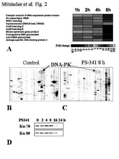 a transcriptional profile detected by oligonucleotide microarray