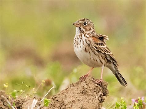 Vesper Sparrow Ebird