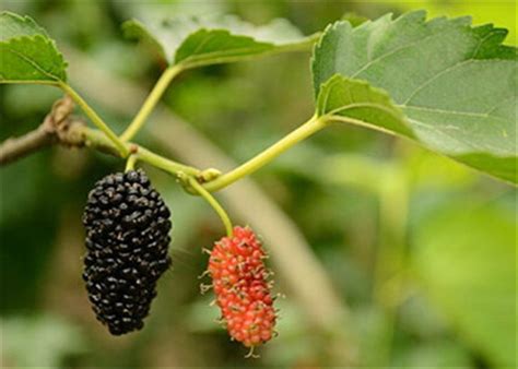 桑树的作用有哪些 桑树种植多久会结果 百科知识 学堂 齐家网