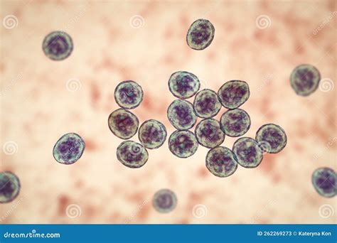 Bacteria Methicillin Resistant Staphylococcus Aureus Mrsa Royalty Free