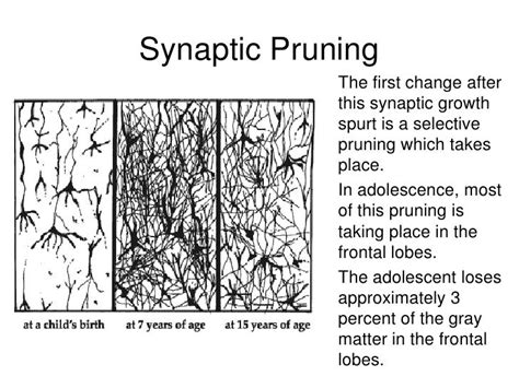 What Is Pruning Brain Development At Cinda Veloz Blog