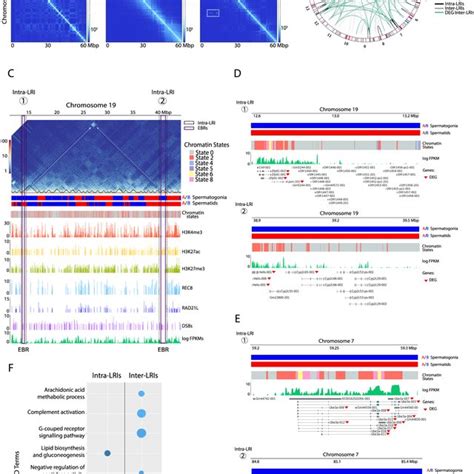 Long Range Genomic Interactions And Ancestral Chromosomal Download Scientific Diagram