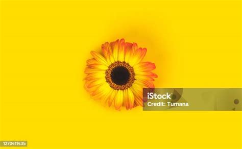 햇볕이 잘 드는 노란색 배경에 밝은 아름다운 거베라 꽃 따뜻한 여름과 초가을의 개념 텍스트 문자 또는 제품을 위한 배치 위에서 볼 수 있는 공간 복사 플랫레이 0명에 대한