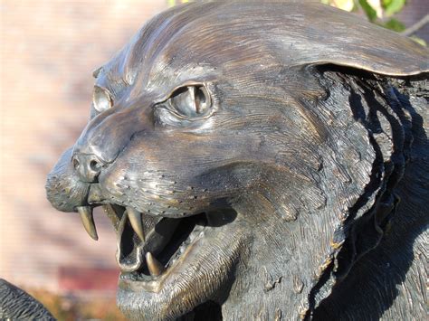 Wildcat Face Andreas Von Huene