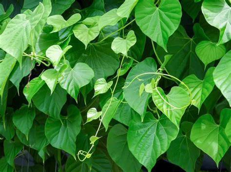 Buy Giloy Online From Nurserylive At Lowest Price
