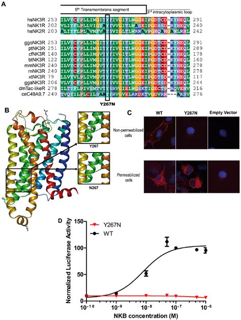 Molecular Characterization Functional Consequences And Modeling Of The
