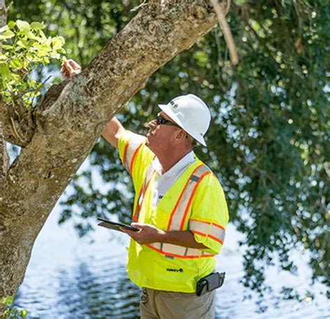 Tree Risk Assessment Pro Tree Service Yuba City