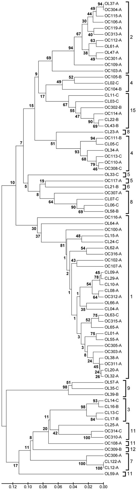 UPGMA Dendrogram Depicting The Genetic Relatedness Of All C Albicans Download Scientific