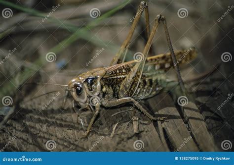 Gray Grasshopper Sits On A Log Stock Image Image Of Natural Nature