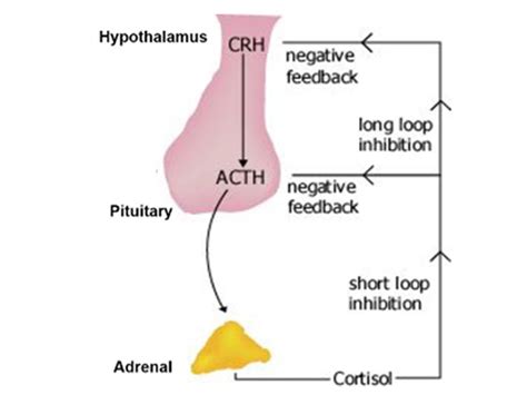 Arqueológico Fuera Infancia Cortisol Side Effects Long Term Muchos Muestra Métrico