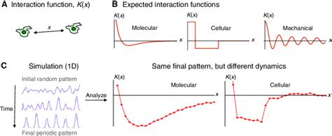 Dynamics Of Pattern Formation The Dynamics Of Pattern Formation Can Be Download Scientific