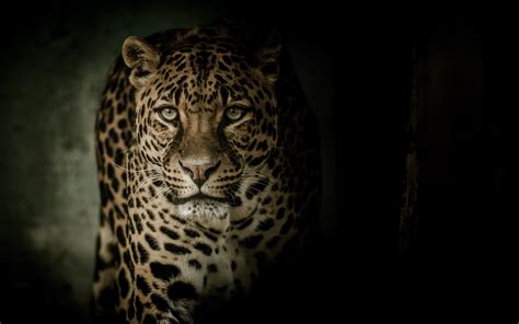 Wallpapers Leopard Wallpaper Cave