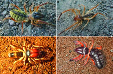 Vivariums Inverts Solifugae Camel Spider Tropical Hobbies