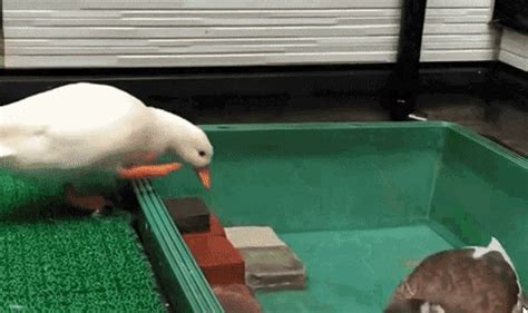 Duck S