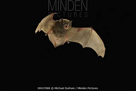 Silver Haired Bat Flying