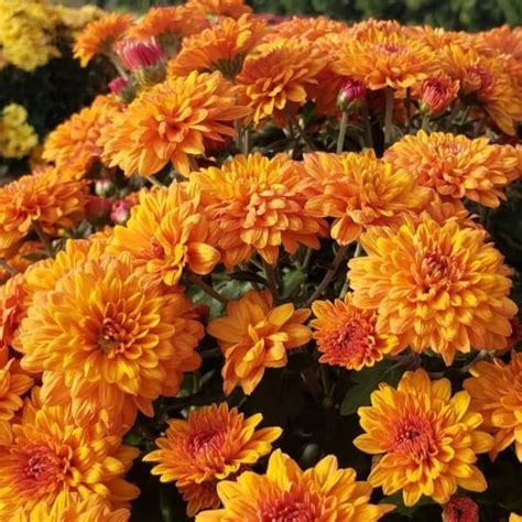 25 Vibrant Orange Flowers For Home Gardens With Bloom Times