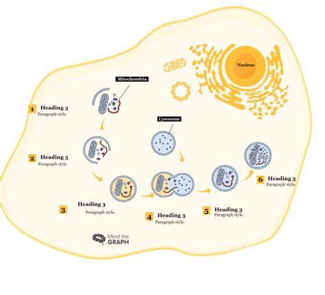 How To Make A Graphical Summary For Cell Press