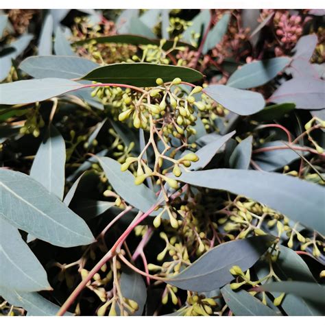 Arizona Flower Market Eucalyptus Seeded