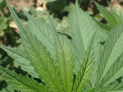 Hemp Insect Images Hemp Insect