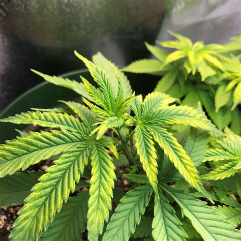 Cannabis Deficiency Chart Comprehensive Guide