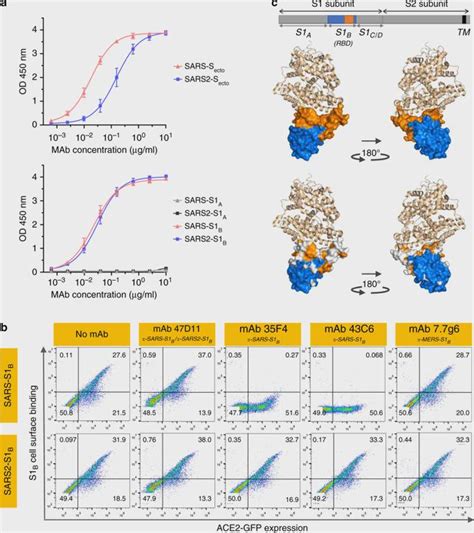科学家在实验室里创造能挫败新冠的抗体抗体新冠肺炎新浪科技新浪网