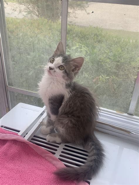 Pluto Discovered The Window Rkittens
