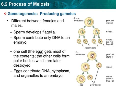 Meiosis I And Meiosis Ii Each Have Four Phases Pmat Ppt Download