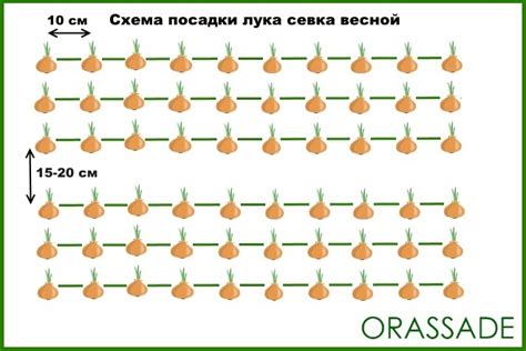 Когда сажать лук севок в открытый грунт