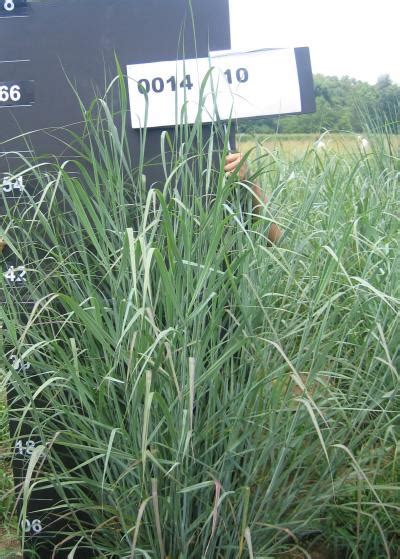 Switchgrass Plot Image Eurekalert Science News Releases Switchgrass Plot Image Eurekalert Science News Releases