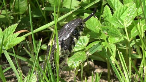 Pin Tongue Stock Video Footage K And HD Video Clips Shutterstock