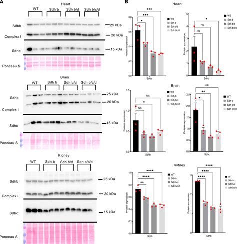 protein levels of sdhs decrease in sdh hko mice a western blots of