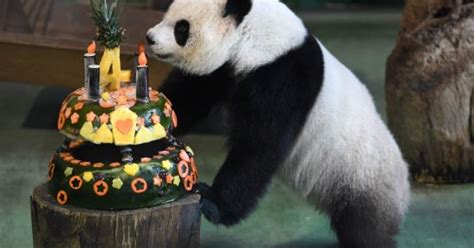 생일 촛불 부는 판다 오늘 주인공은 나