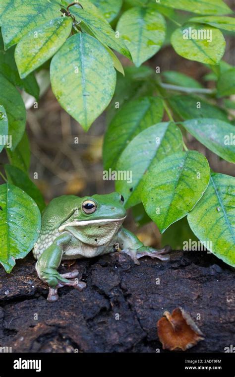 Close Up Dumpy Frog Tree Frog Papua Green Tree Frog Stock Photo Alamy