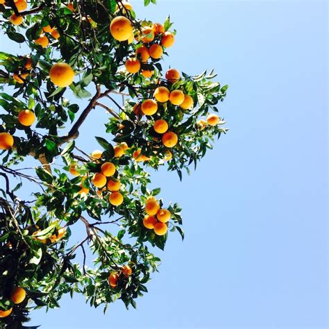Premium Photo Low Angle View Of Orange Tree Premium Photo Low Angle View Of Orange Tree