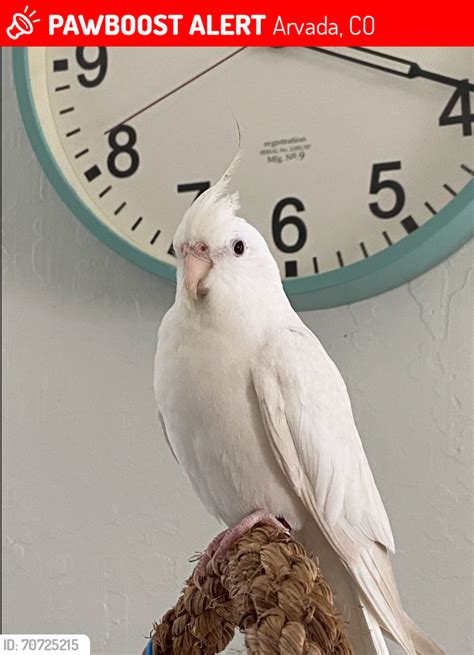 Arvada Co Lost Female Bird Junee Is Missing Pawboost